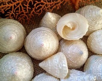 Raw Edge Capiz Shell Rounds Window Pane Flat Oyster Shells