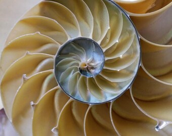 Nautilus shell art | Etsy