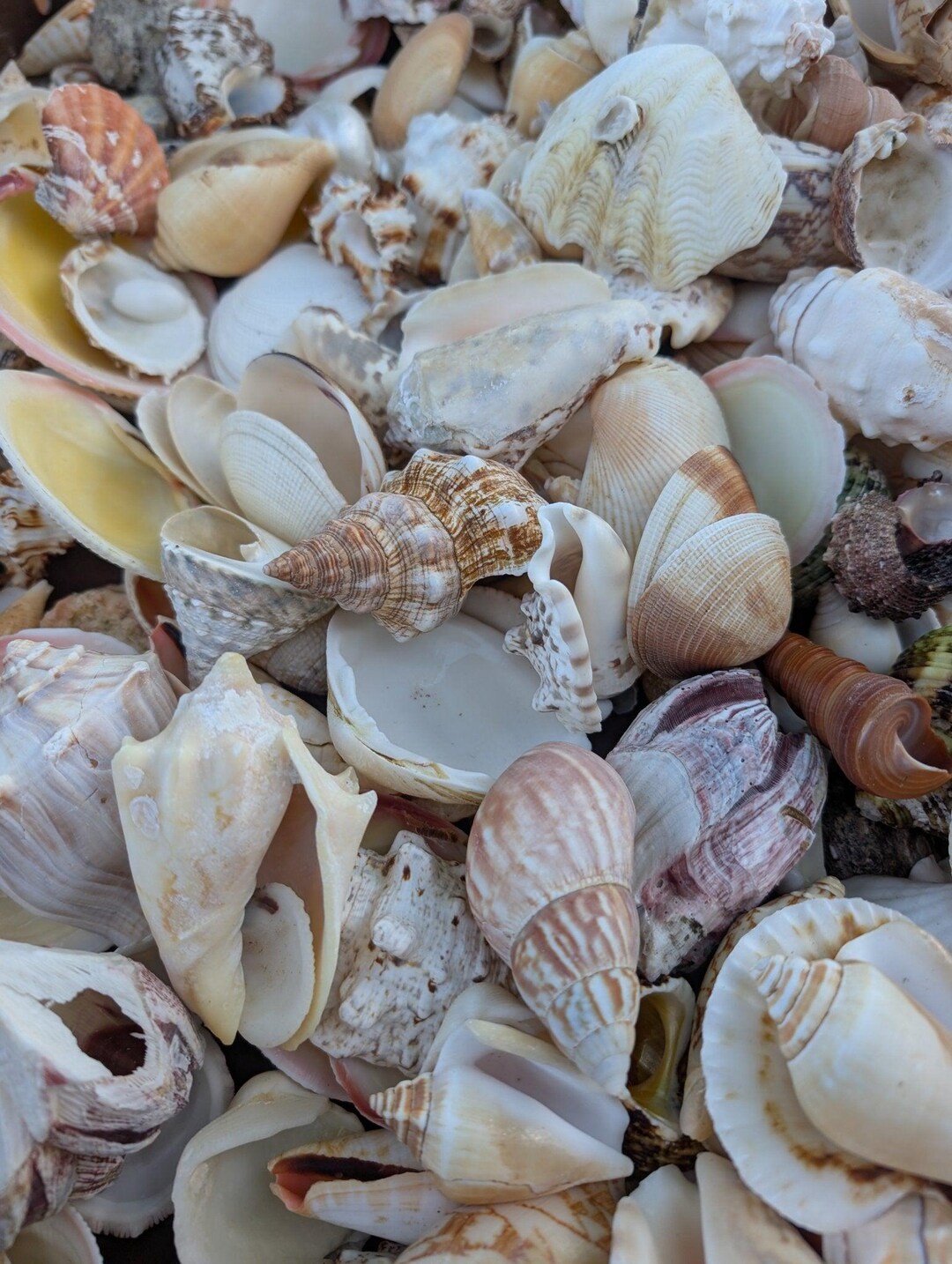 Assortment Mixed Shells Lot -natural Seashell Mix - Etsy