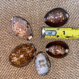 Snakehead Serpents Head Cowrie Cowry Shells Polished Rich Chocolate ...