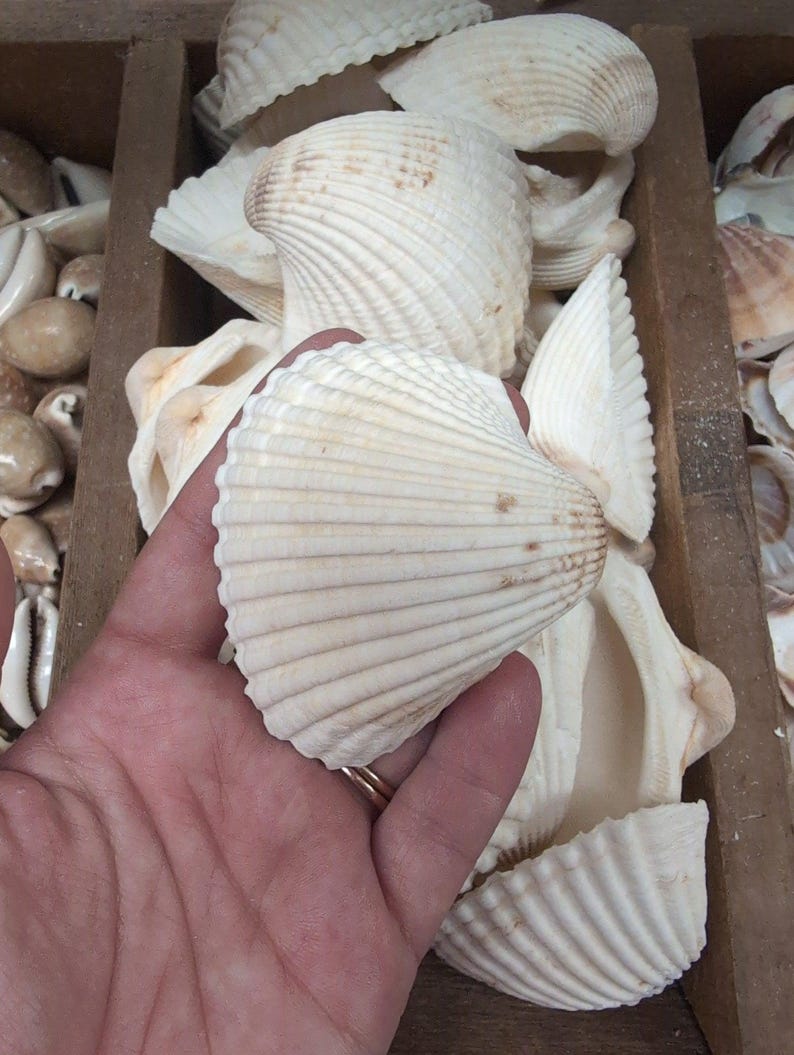 Ark Clam Shell Half (telligarca Granosa) - Etsy