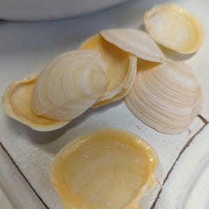 Buttercup Shells - Etsy