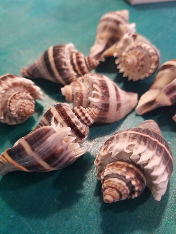 King Conch Shells