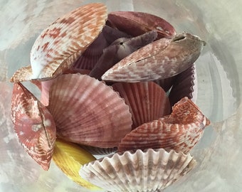 Bright Tropical Scallop Pectin Nobilis Shells Seashells - Etsy