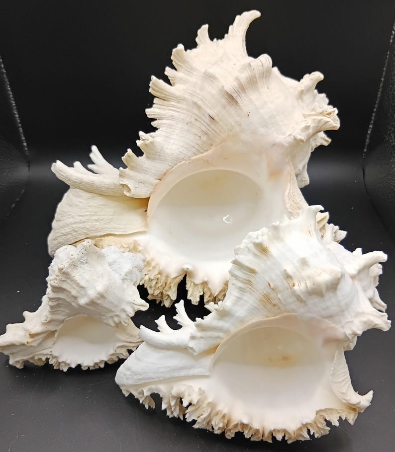 Murex Ramosus Shell - Etsy