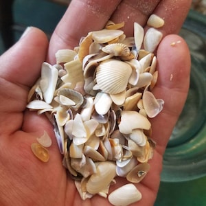 Shell Bits & Pieces Shards Beach Sand Tiny Little Shells for DIY Crafts ...