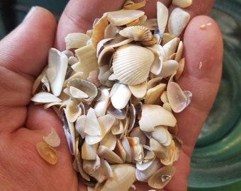 Imperial Volute Conch Shell Horn Spikes Unique Large Display - Etsy