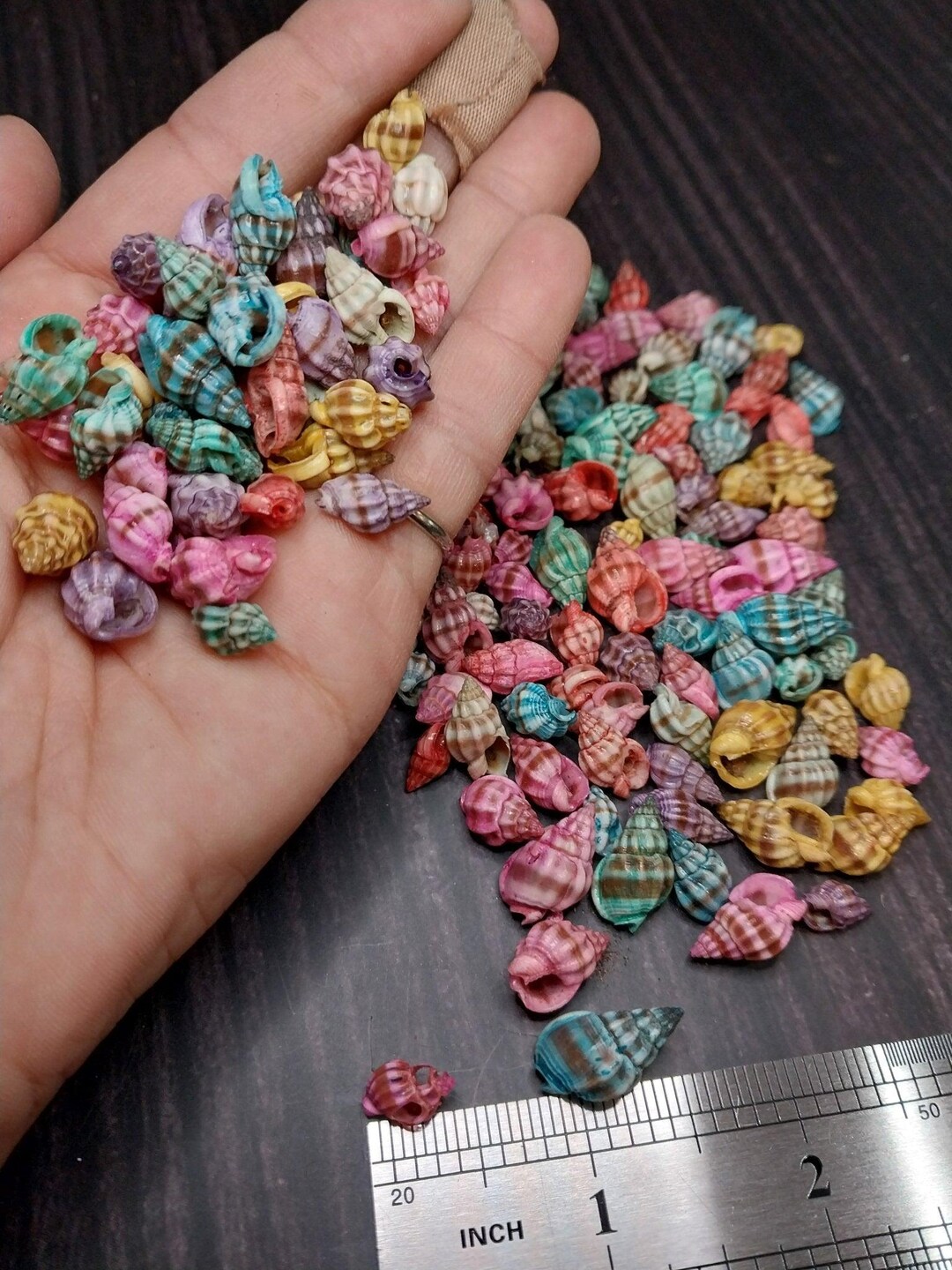 Dyed Nassarius Stolatus Shell - Etsy