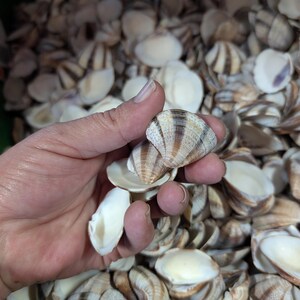 Venus Striped Clam Shells - Chamelea Gallina - Etsy