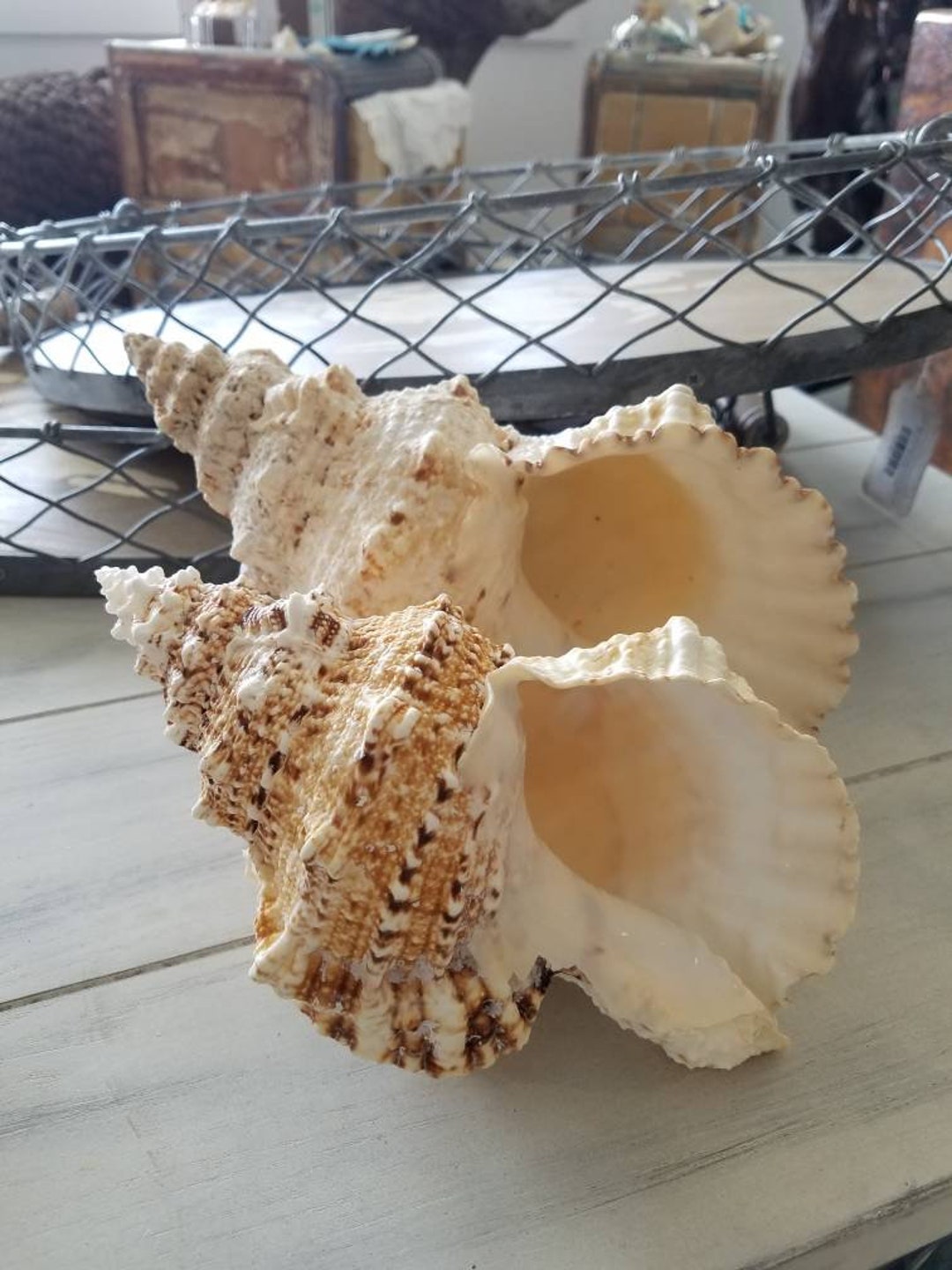 Large Frog Conch Shell 8-11 Chocolate Tan White Markings - Etsy