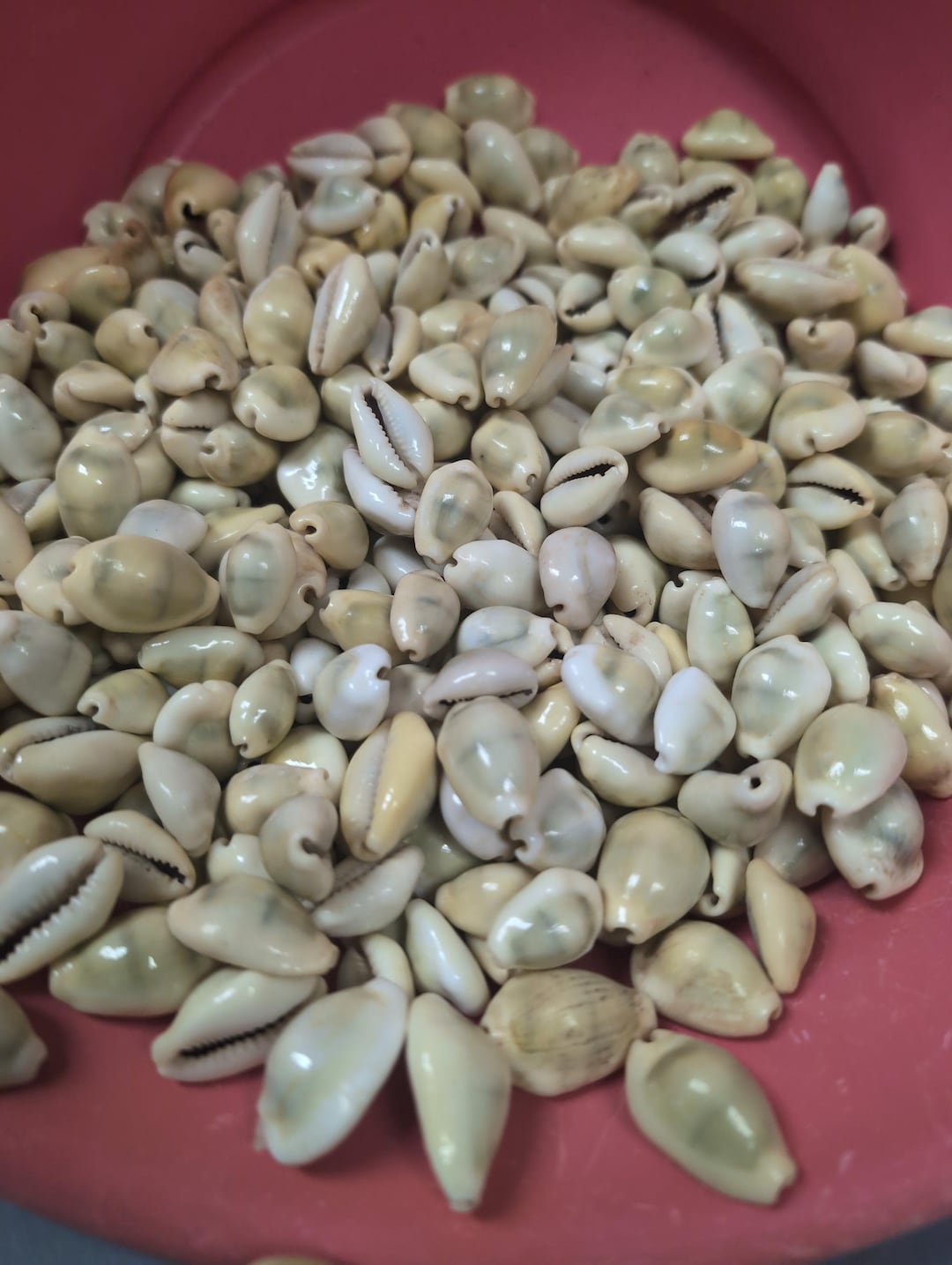 Money Cowrie Shells- Monetaria Moneta - Etsy