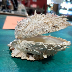 Spondylus Shell Pair Exact Shell Shown - Etsy