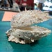 Spondylus Shell Pair Exact Shell Shown - Etsy
