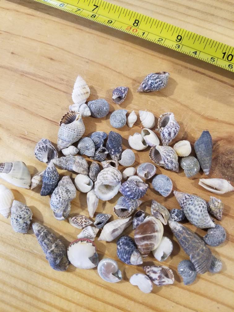 Multi Sizes Shell Mix Teeny Tiny Mini Small Seashells Supplies | Etsy