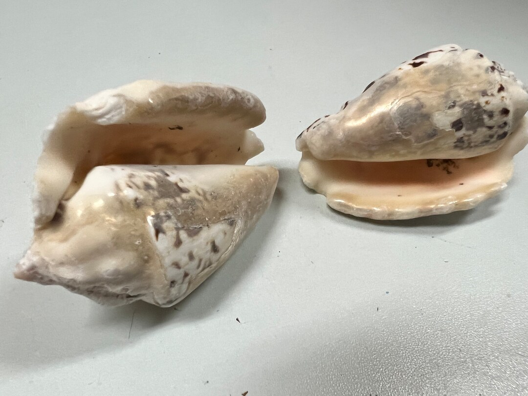 Silver Lip Strombus Conch Shells 3" Chocolate Brown White Bumpy DIY ...