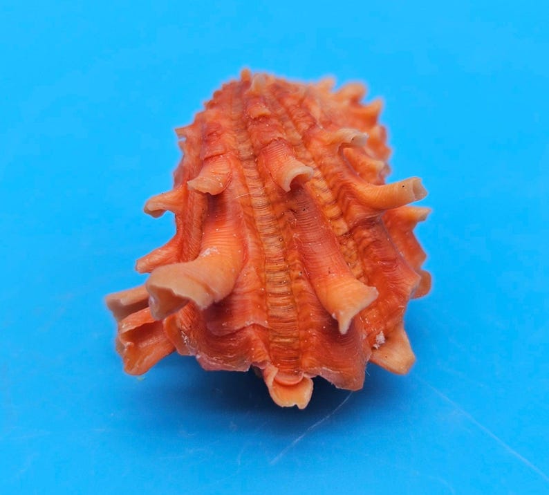 Cardita Crassicosta Shell – 1.3" Orange Spiny Coastal Display From ...