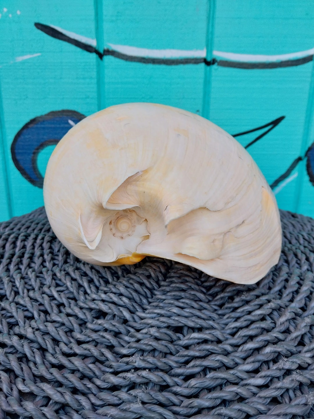 Extra Large Umbilicate Baler Melo Shell 11-12exact Shown - Etsy