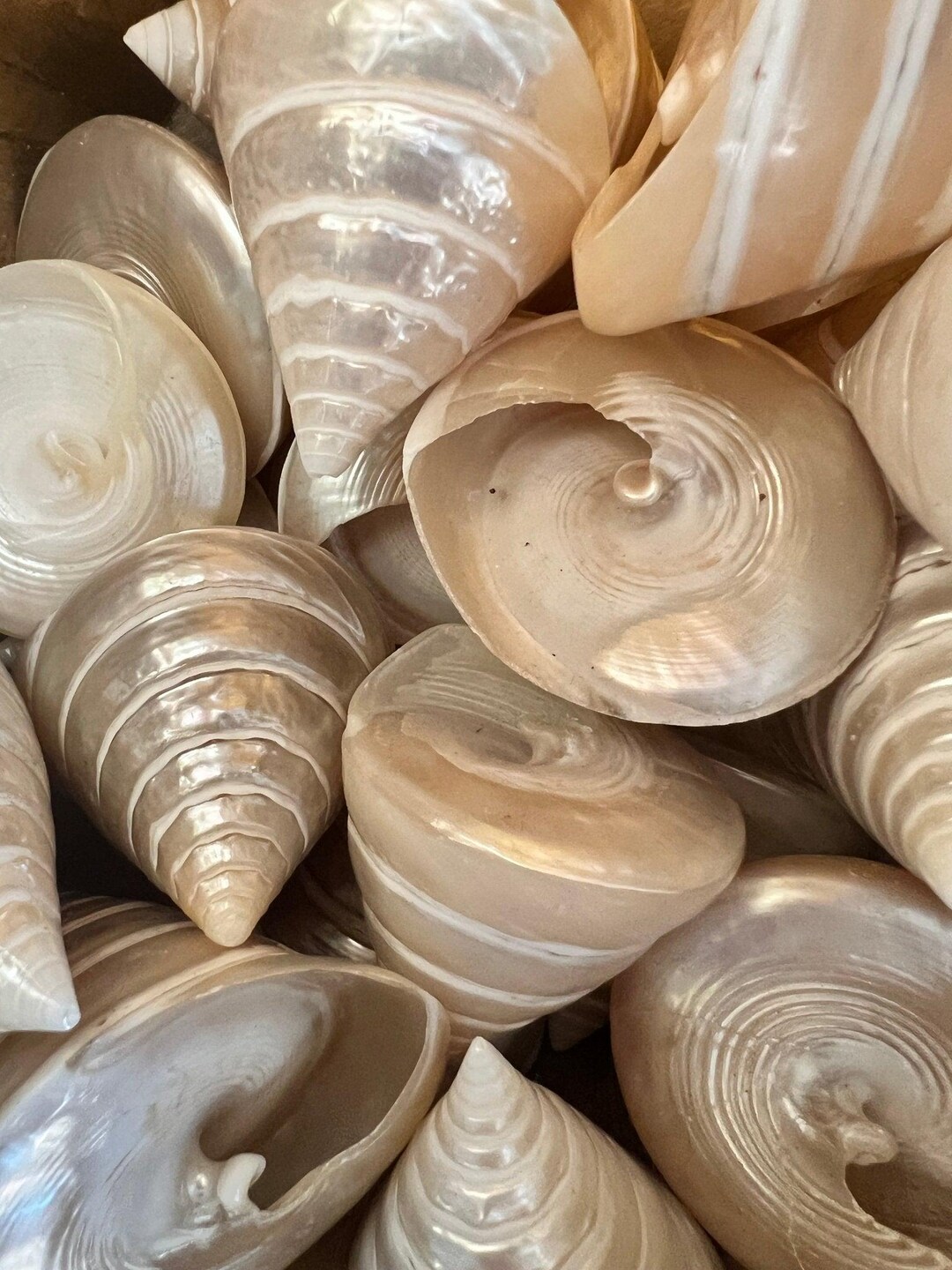 Polished Pearl Trochus Shell - Etsy