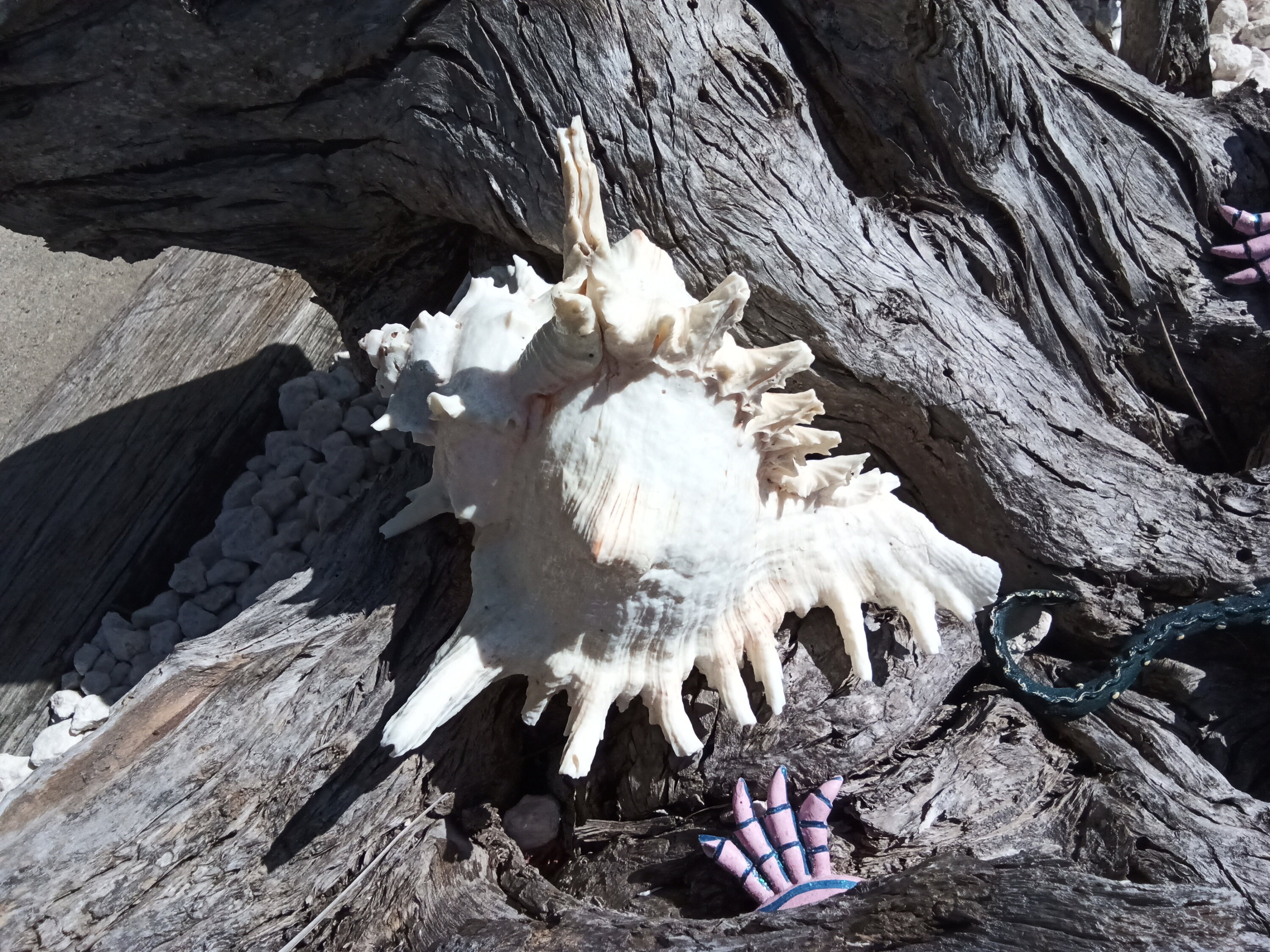 Natural Large Murex Ramosus Conch Spiky Shell Collection White Tan Pink ...