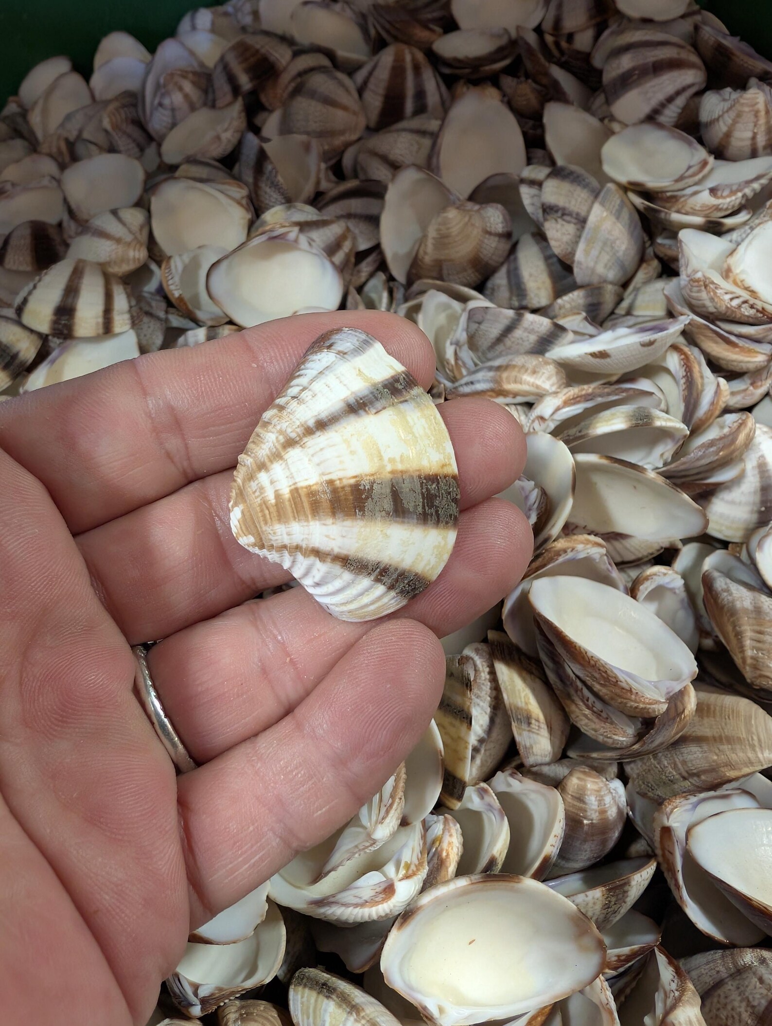 Venus Striped Clam Shells - Chamelea Gallina - Etsy