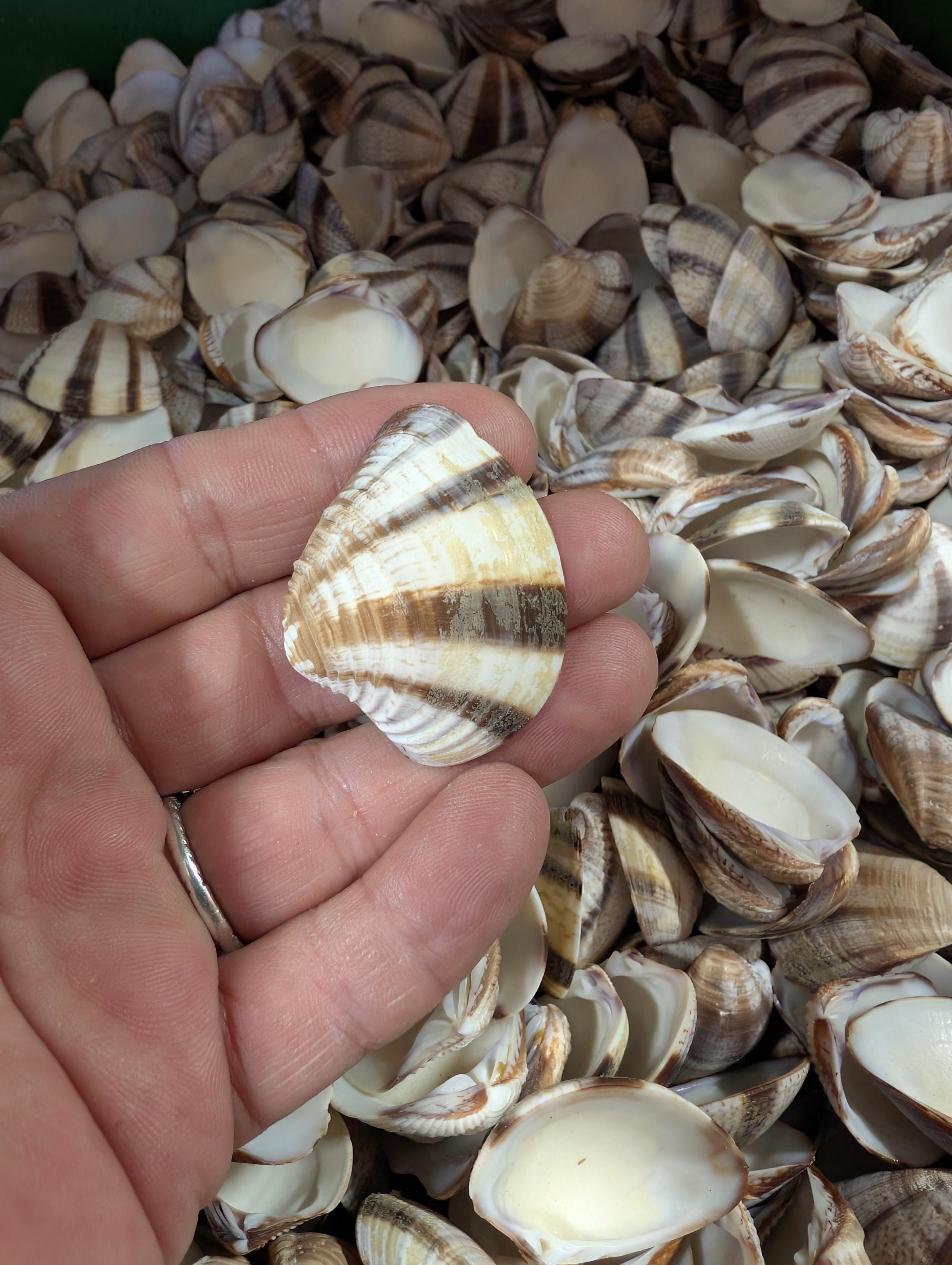 Venus Striped Clam Shells - Chamelea Gallina - Etsy