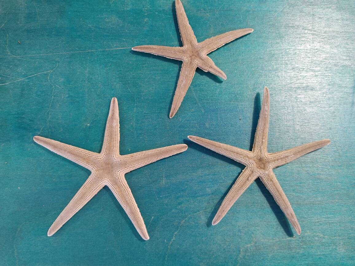Gulf Of Mexico Starfish Species