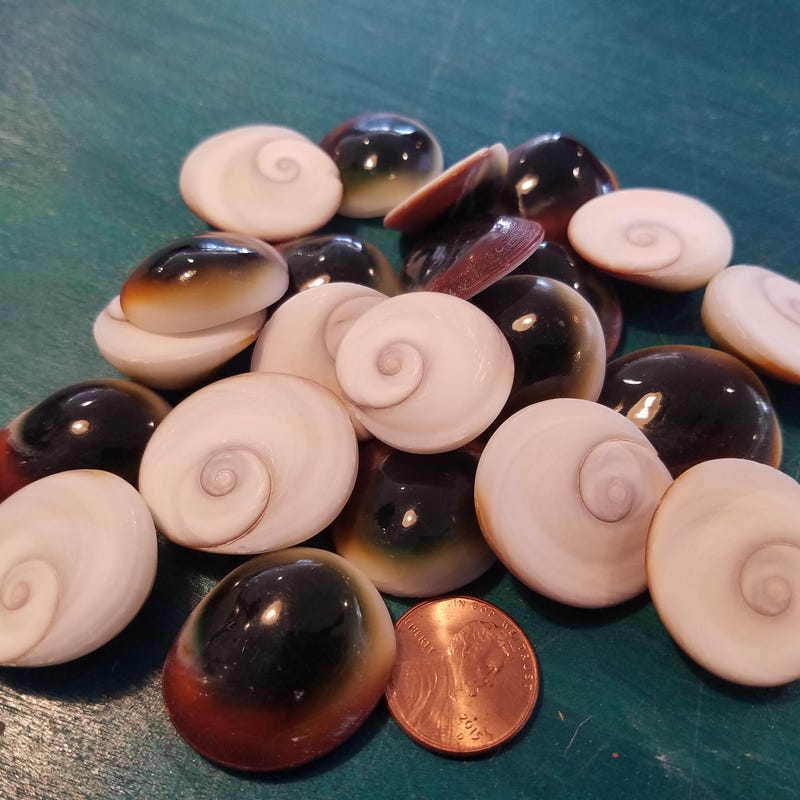 Operculum Shell - Etsy