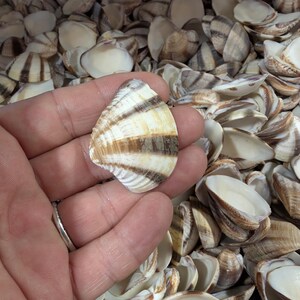 Venus Striped Clam Shells - Chamelea Gallina - Etsy