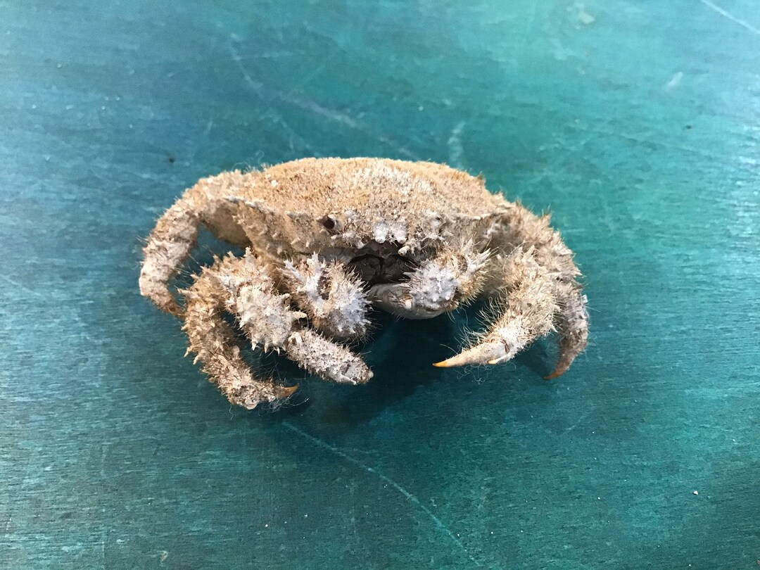 Vintage Taxidermy Fuzzy Crab Pilumnus Vespertilio hairy Crab - Etsy