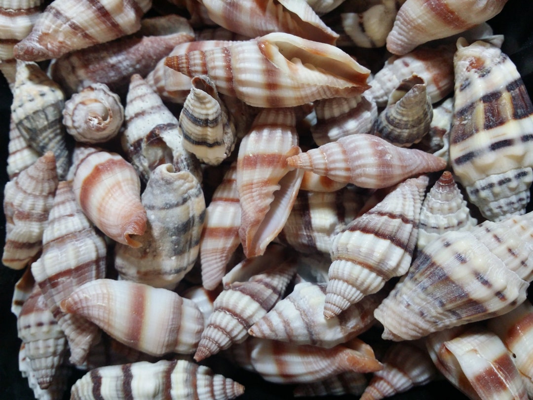 Mixed Bulk Mitra Miter Mitre Shells Pointed Spiral Topped Top Seashells ...