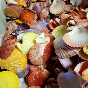 Bright Tropical Scallop Pectin Nobilis Shells Seashells Coastal ...