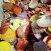 Bright Tropical Scallop Pectin Nobilis Shells Seashells Coastal ...