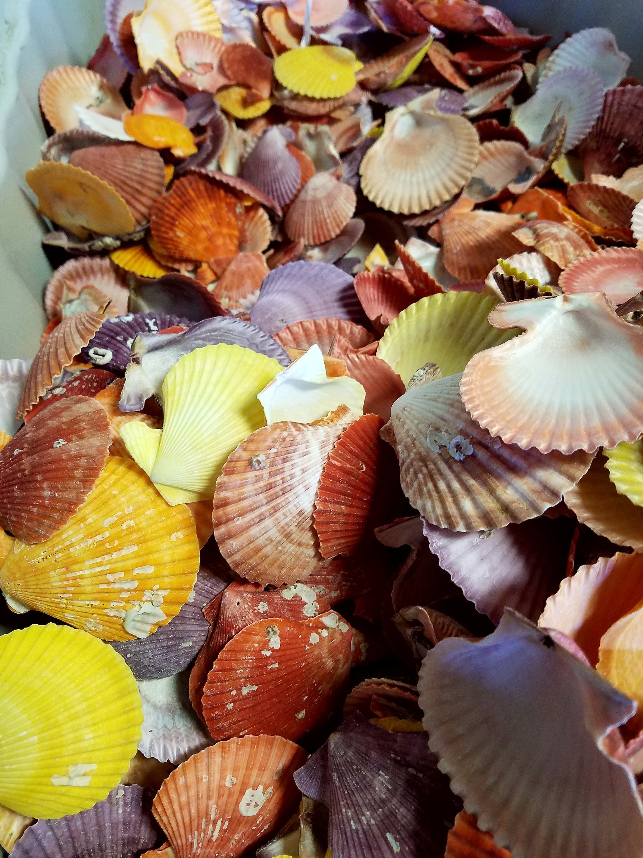 Bright Tropical Scallop Pectin Nobilis Shells Seashells | Etsy