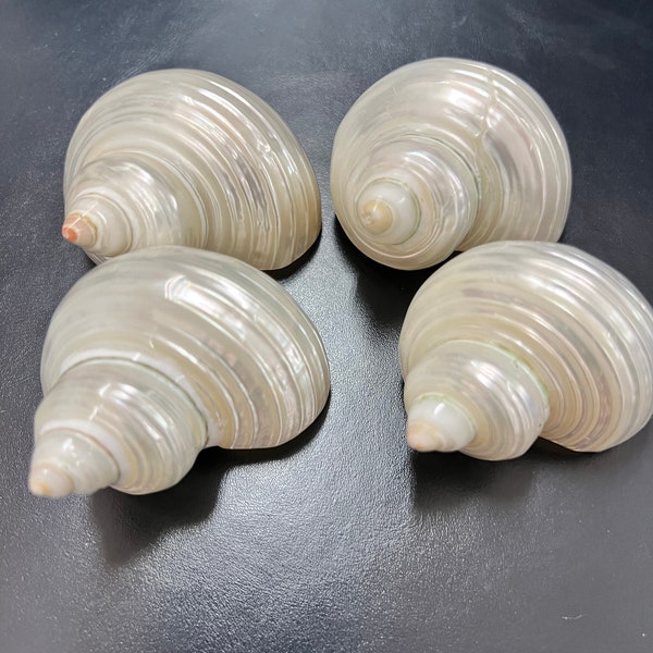 Pearl Turbo Shells - Etsy