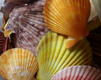 Bright Tropical Scallop Pectin Nobilis Shells Seashells | Etsy