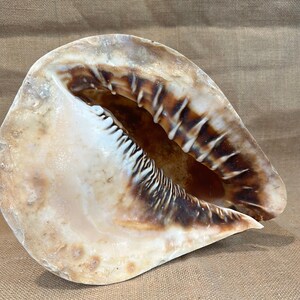 Barnacle Covered Queen Emperor Helmet Shell - Etsy