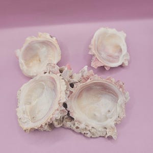 Barnacle With Yellow Jewel Box Shell – Gulf of Mexico (4.6"x3.2") - Etsy