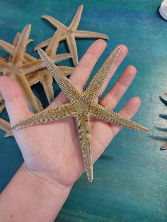 Gulf Of Mexico Starfish Species