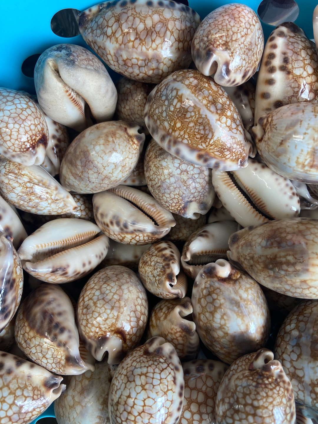 Mauritia Histrio Harlequin Cowrie Stage Cowry Cypraeidae - Etsy