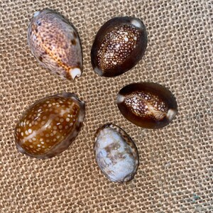 Snakehead Serpents Head Cowrie Cowry Shells Polished Rich Chocolate ...