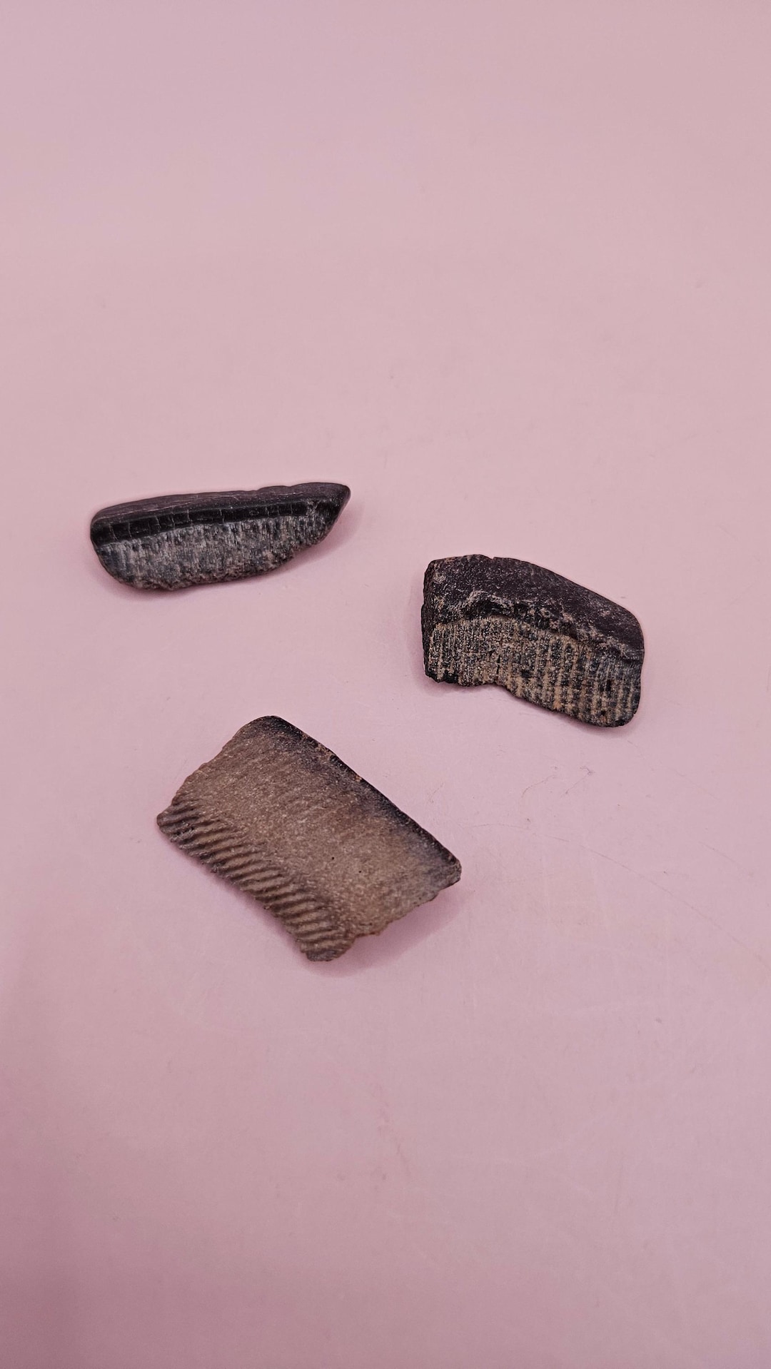 Fossil Ray Dental Plates Set | Ancient Marine Fossil Teeth With Display ...