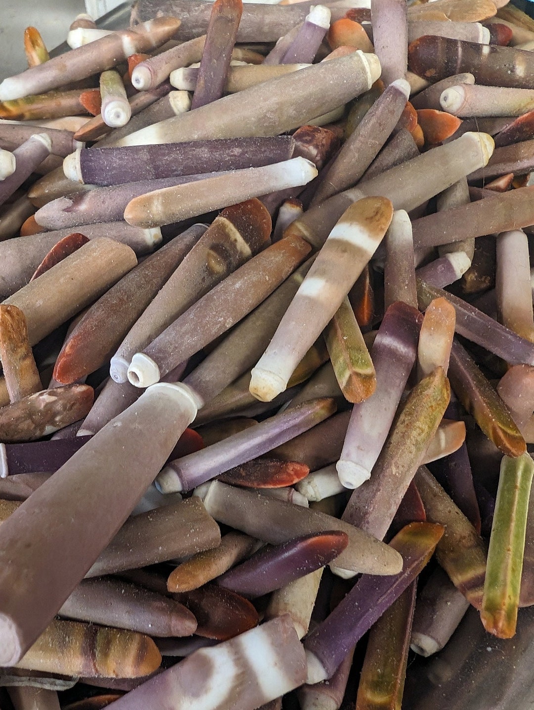 Drilled or Whole Sea Urchin Shell Spines Natural Tones Arts Crafts ...