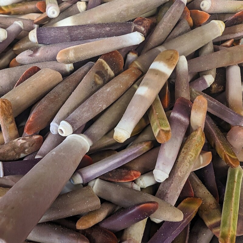 Drilled Sea Shells - Etsy