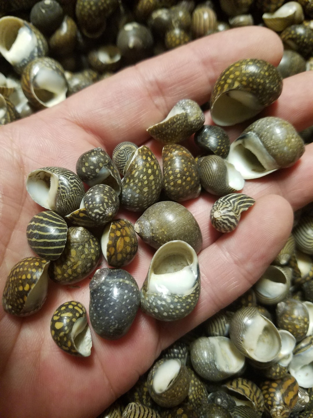 Mixed Nerita Snail Small Shells Seashells Black Brown White Zigzag ...