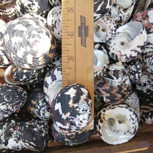 Black and Pearl Pica Magpie Turbo Shells Caribbean Gulf Seashells - Etsy