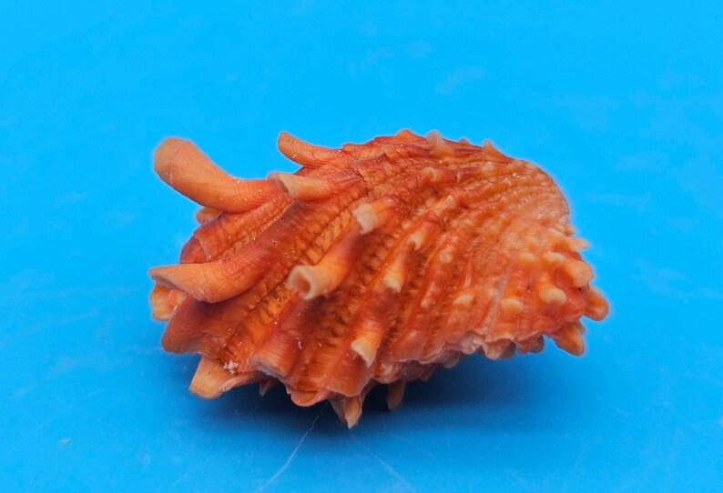 Cardita Crassicosta Shell – 1.3" Orange Spiny Coastal Display From ...