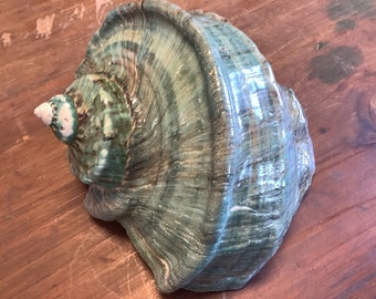 Shell Door Stop - Etsy