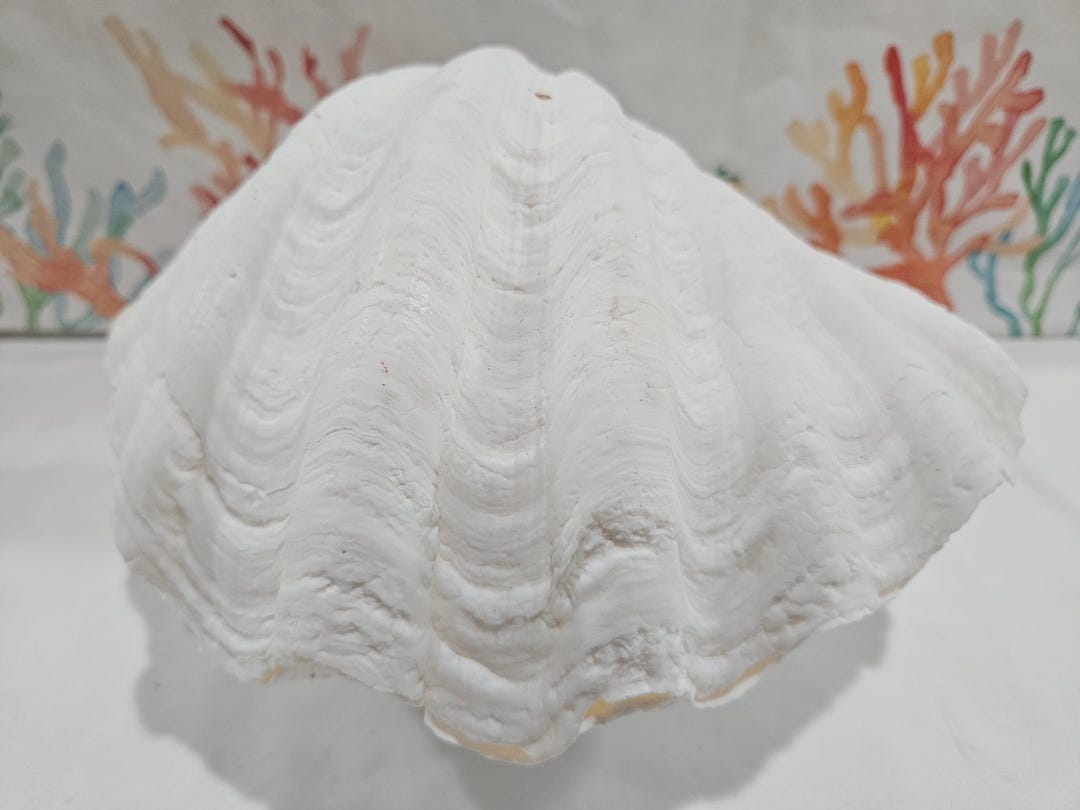 Bear Paw Clam Shell Pair 10.75" - Etsy