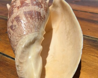 Imperial Volute Conch Shell Horn Spikes Unique Large Display Seashell ...