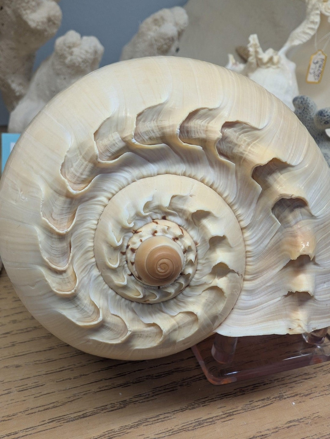 Crowned Baler Melon Shell VOLUTA DIADEMA - Etsy